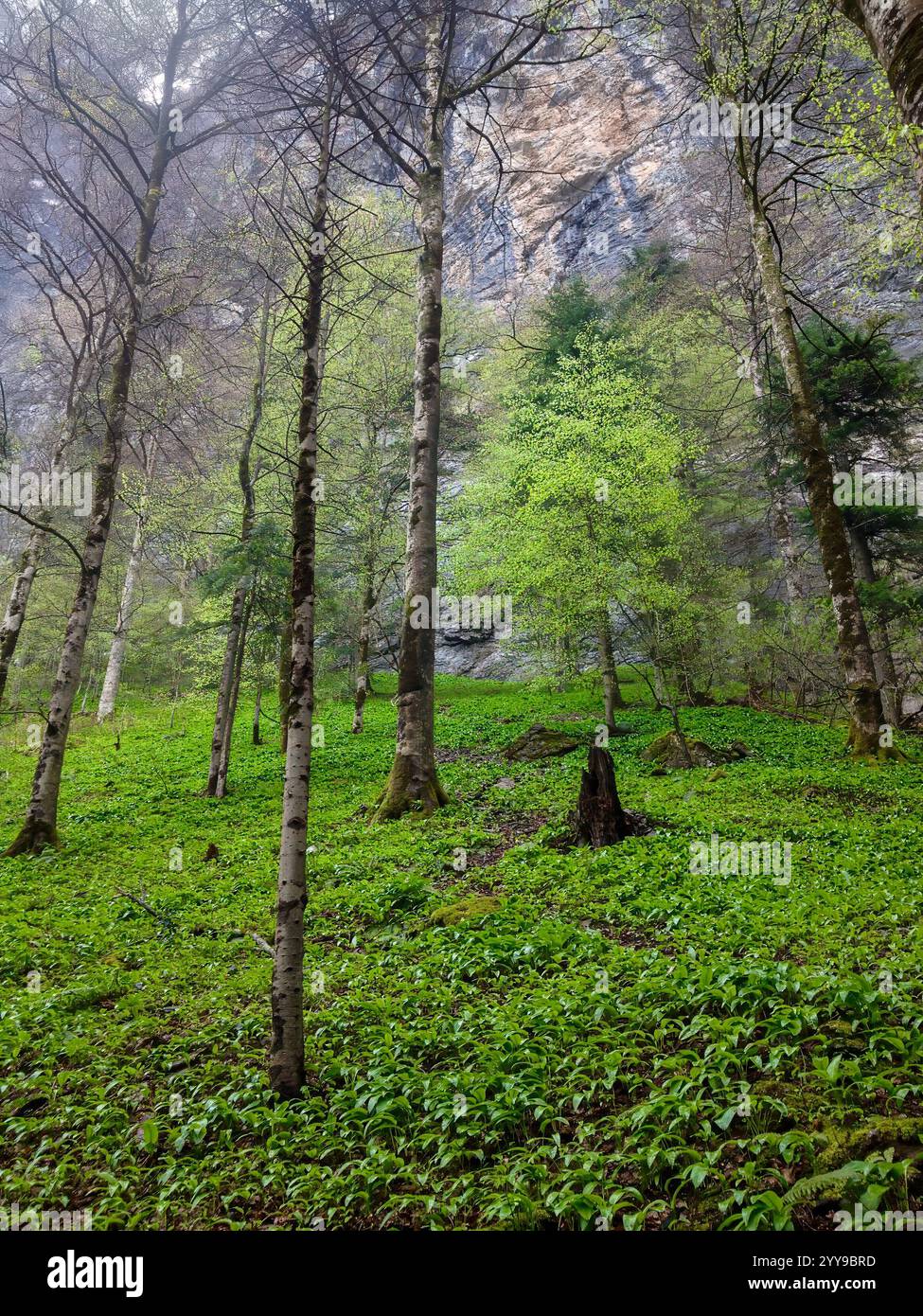 Tress on cliff hi-res stock photography and images - Alamy