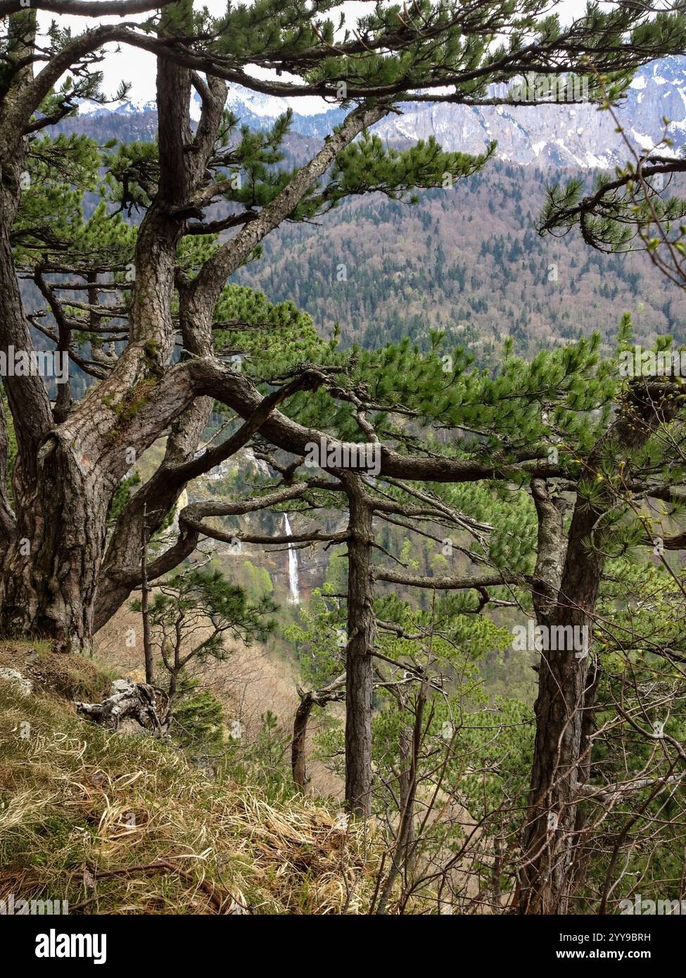 Perucica forest reserve hi-res stock photography and images - Alamy
