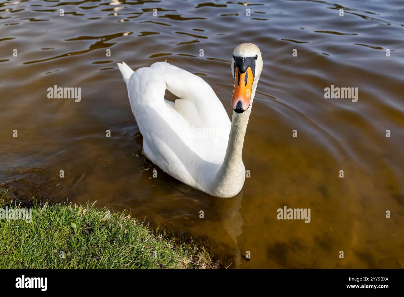 one swan who arrived in the spring to raise offspring, white swans on ...