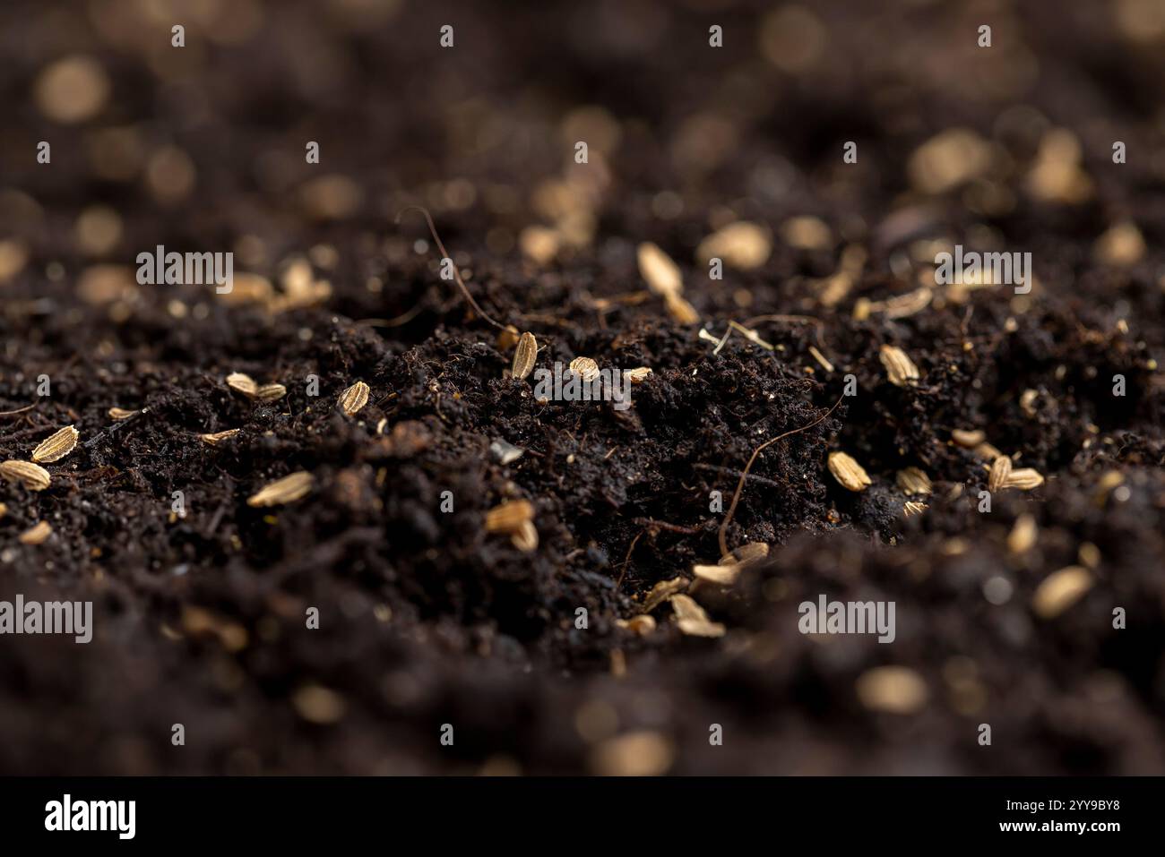 carrot seeds in soil, seeds of one carrot variety sown in soil Stock ...