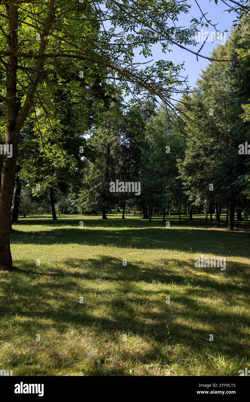different deciduous trees in a mixed park in summer, trees of different ...