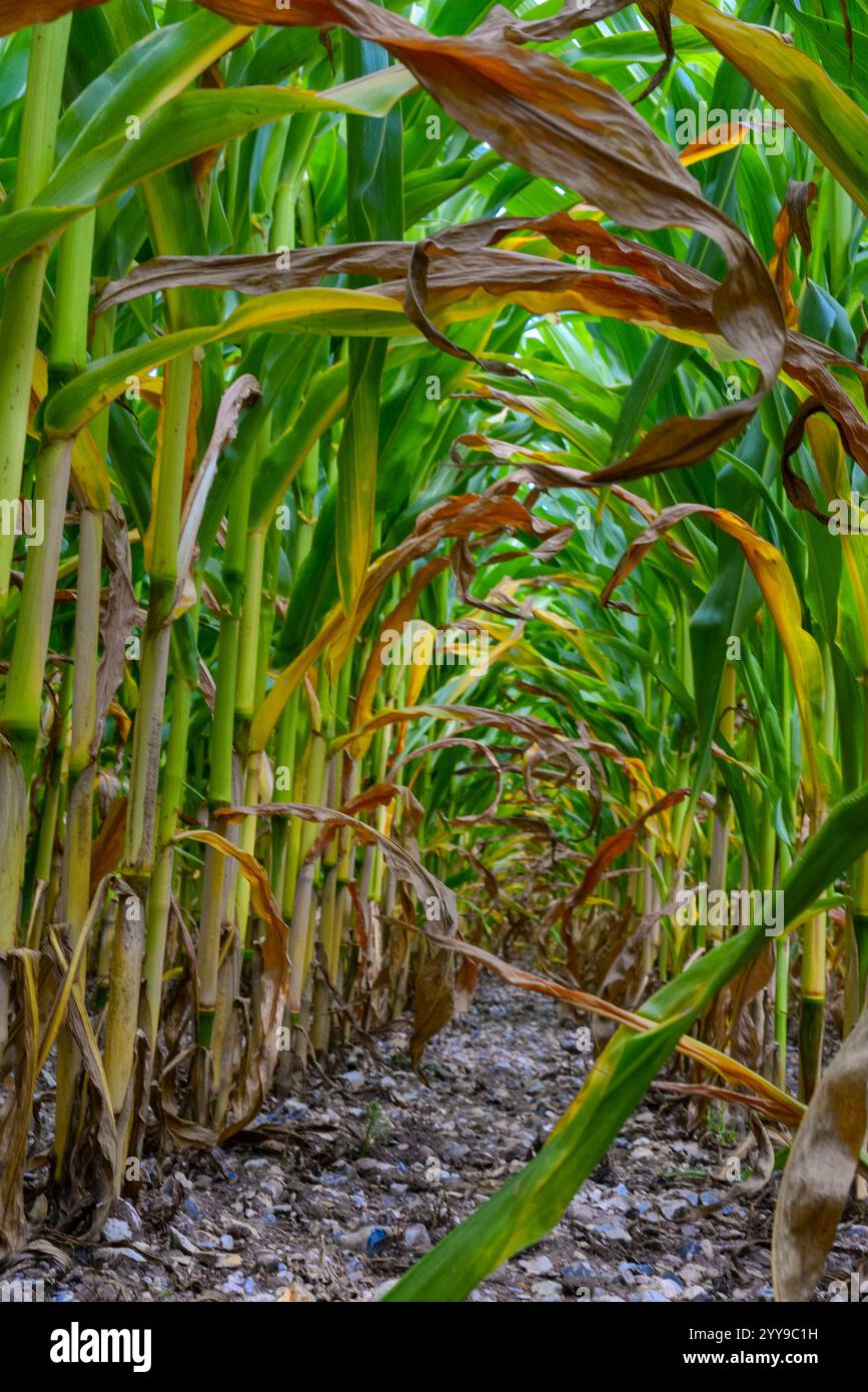 Low angle of view underneath a corn crop in a corn field Stock Photo ...