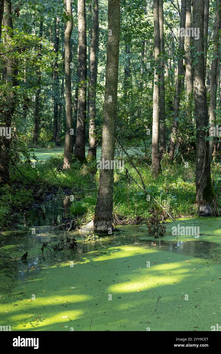 trees in the swamp in the summer, green grass and deciduous trees in ...