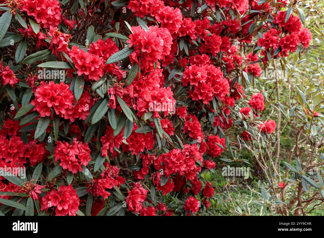 Red rhododendron flowers red rhododendrons garden hi-res stock ...