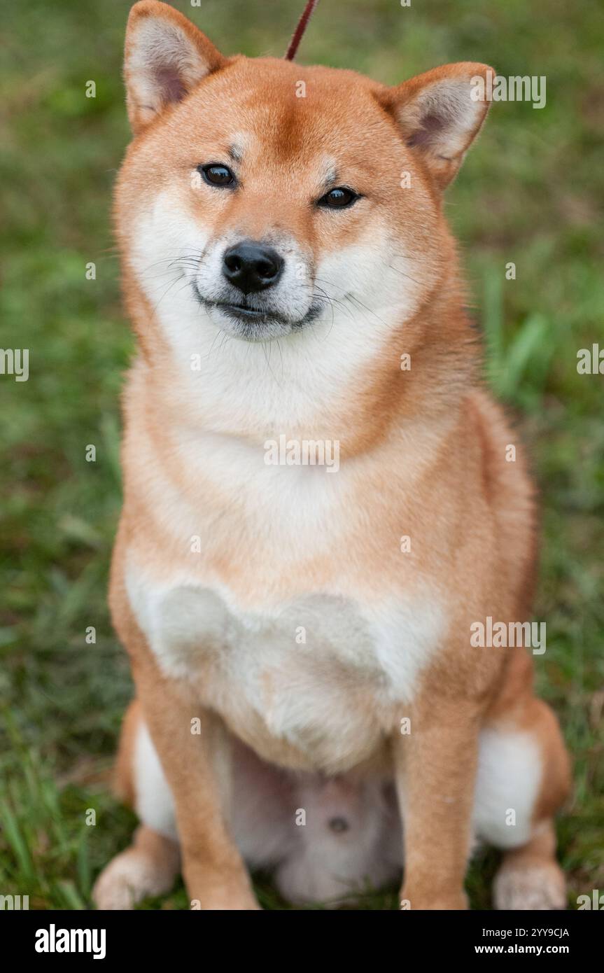 Shiba Inu sitting still and waiting Stock Photo - Alamy