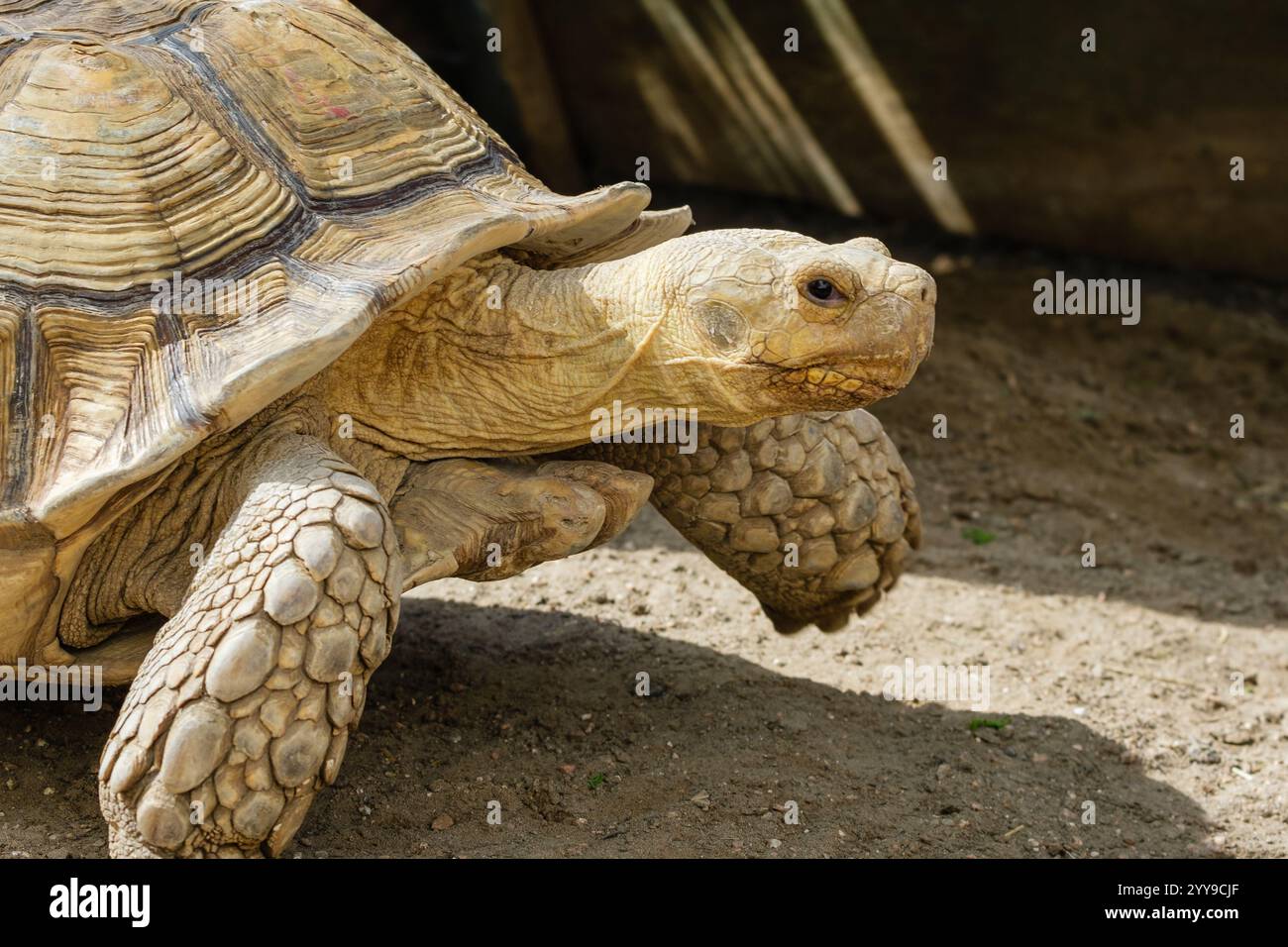 Tortoise shell texture hi-res stock photography and images - Alamy