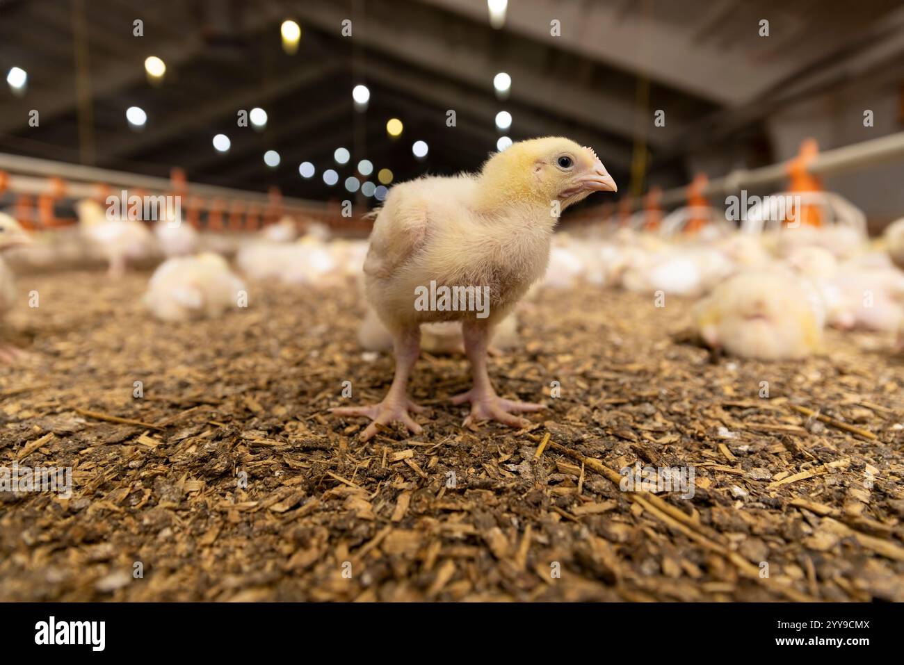 broiler chickens in a large poultry house of a farm for growing meat ...