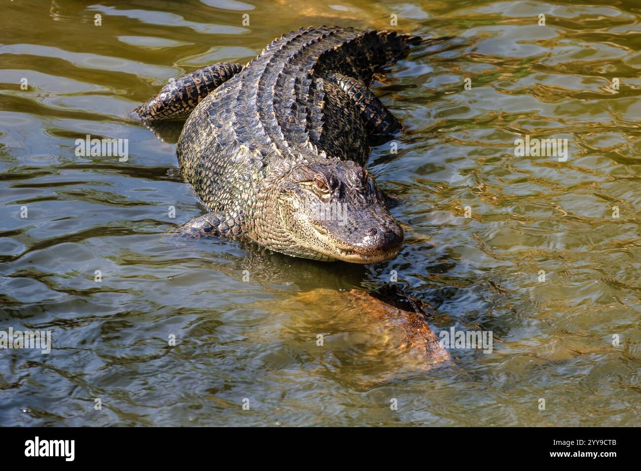 Alligator on rocks hi-res stock photography and images - Alamy