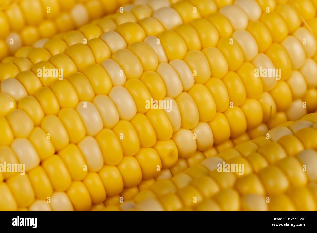 peeled corn cob with yellow and white seeds of different sizes and ...