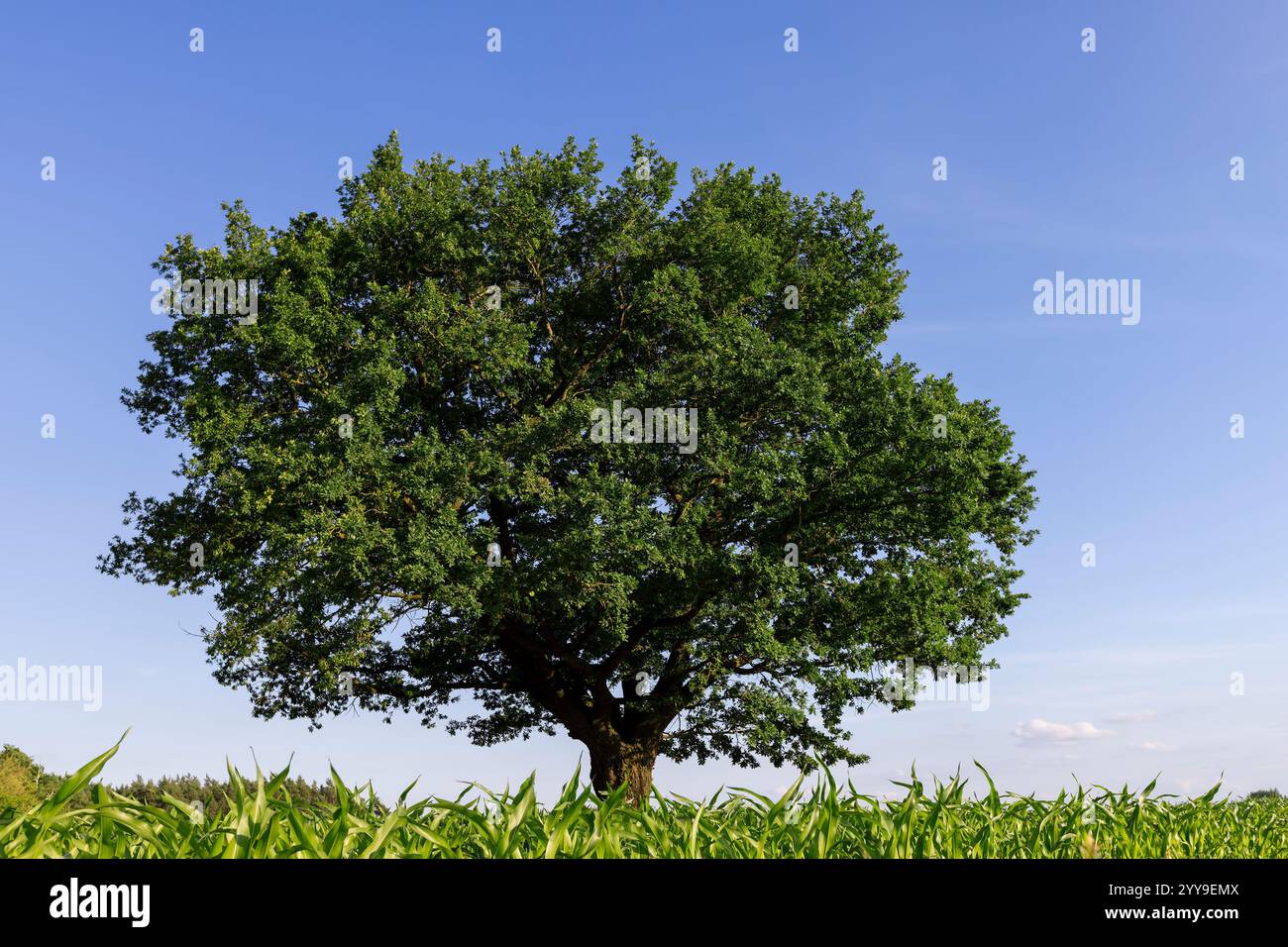 tall oak tree in a field, lonely oak in green corn on a blue sky Stock ...