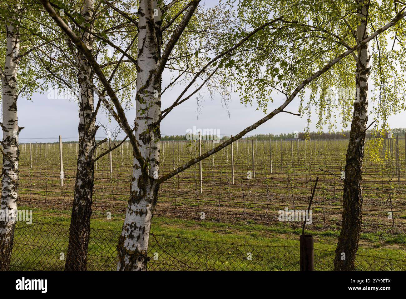 apple orchard in cloudy weather, growing apples and other fruits on an ...