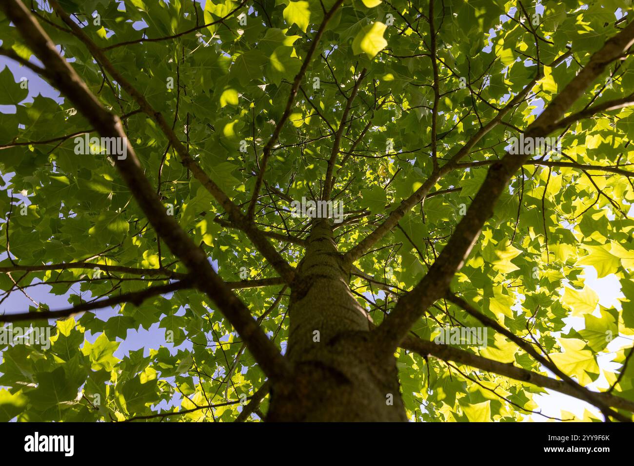 the green foliage of the tulip tree in the summer, the beautiful ...