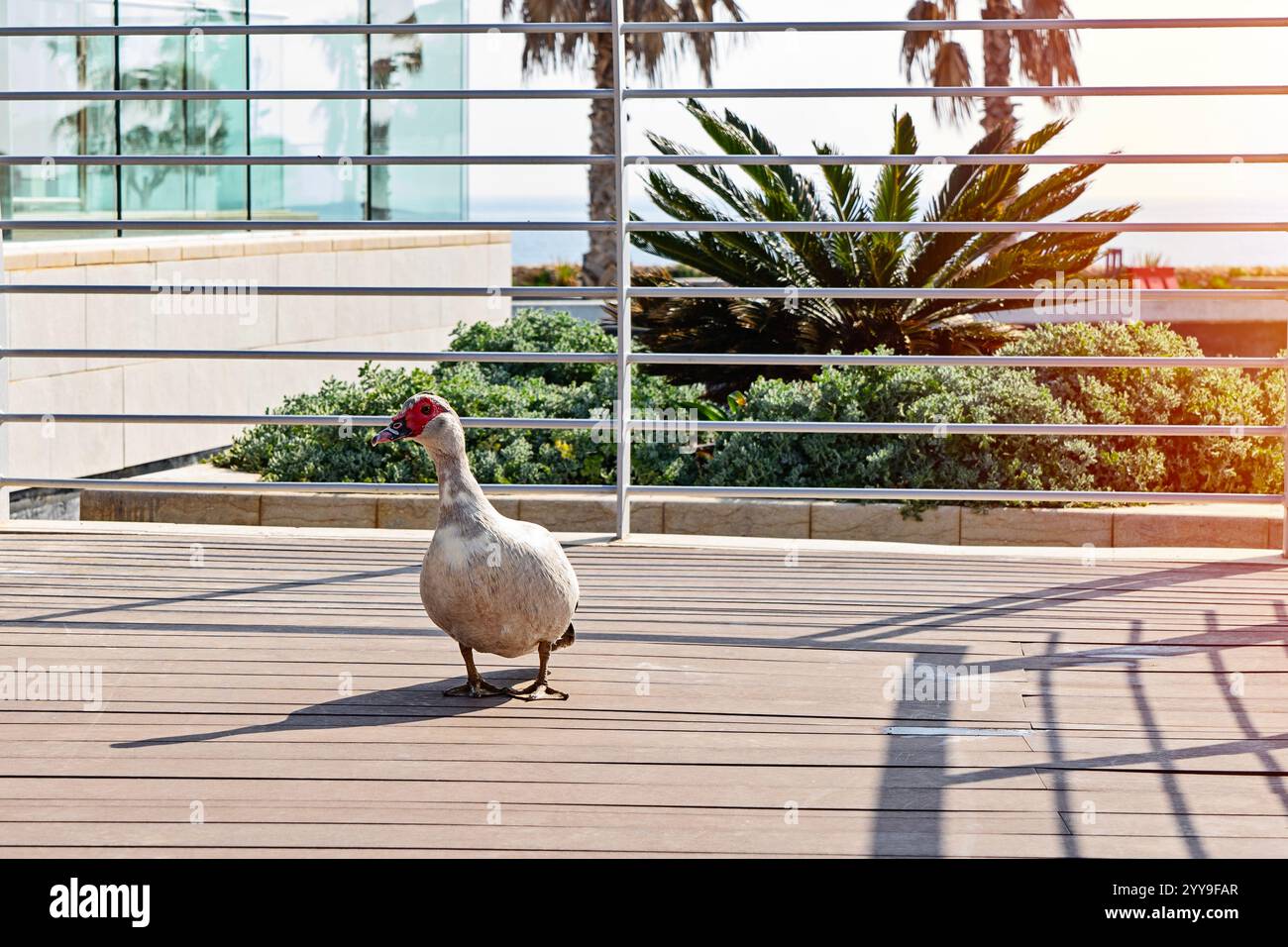 Muscovy Duck Standing on a Sunlit Wooden Deck with Coastal Vegetation ...