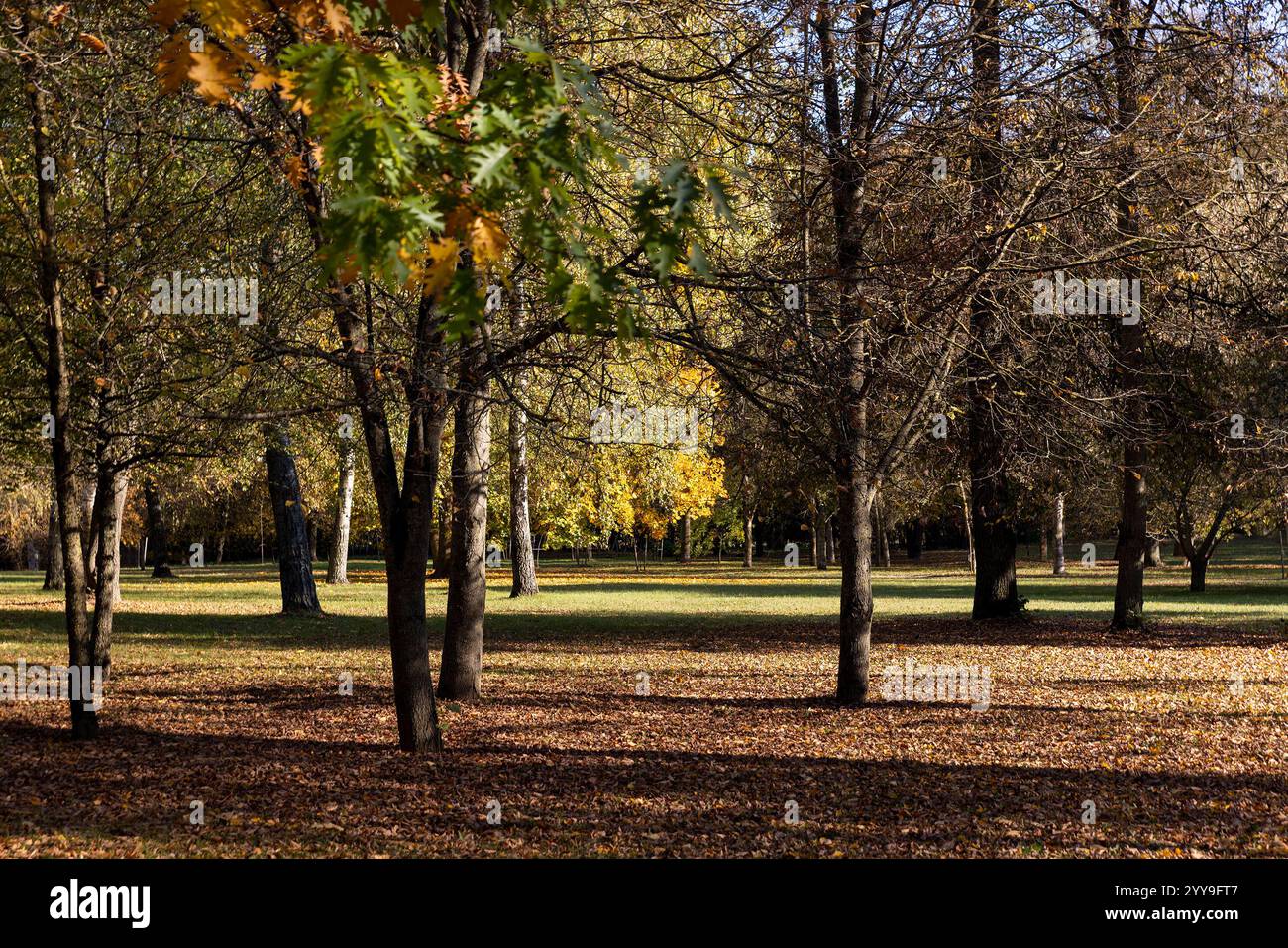 landscape park with yellowing maple trees in autumn , park with deciduous trees in sunny weather ...