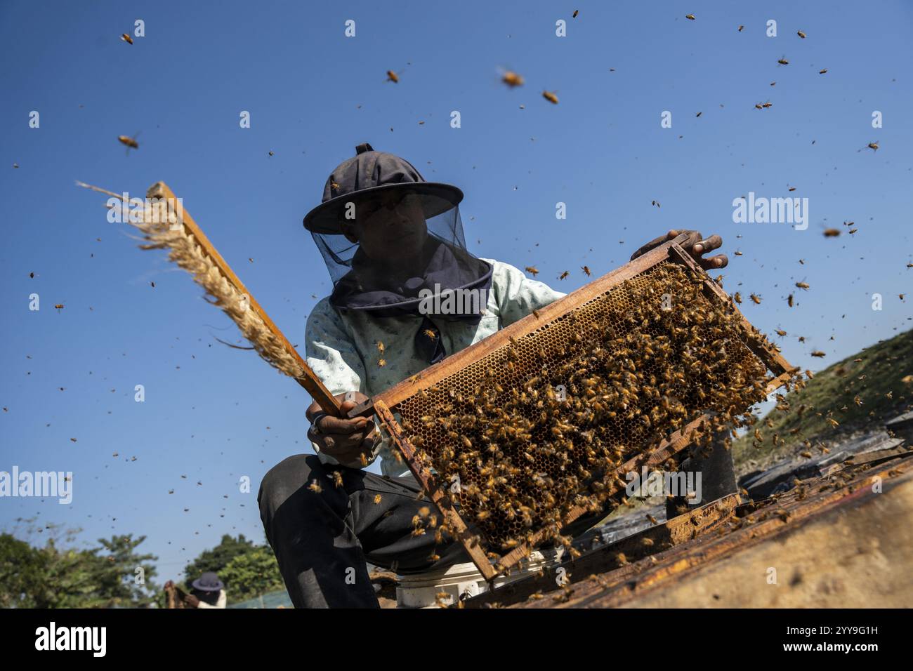 Beekeeper pulls honeycombs out of beehives to extract honey in a honey ...