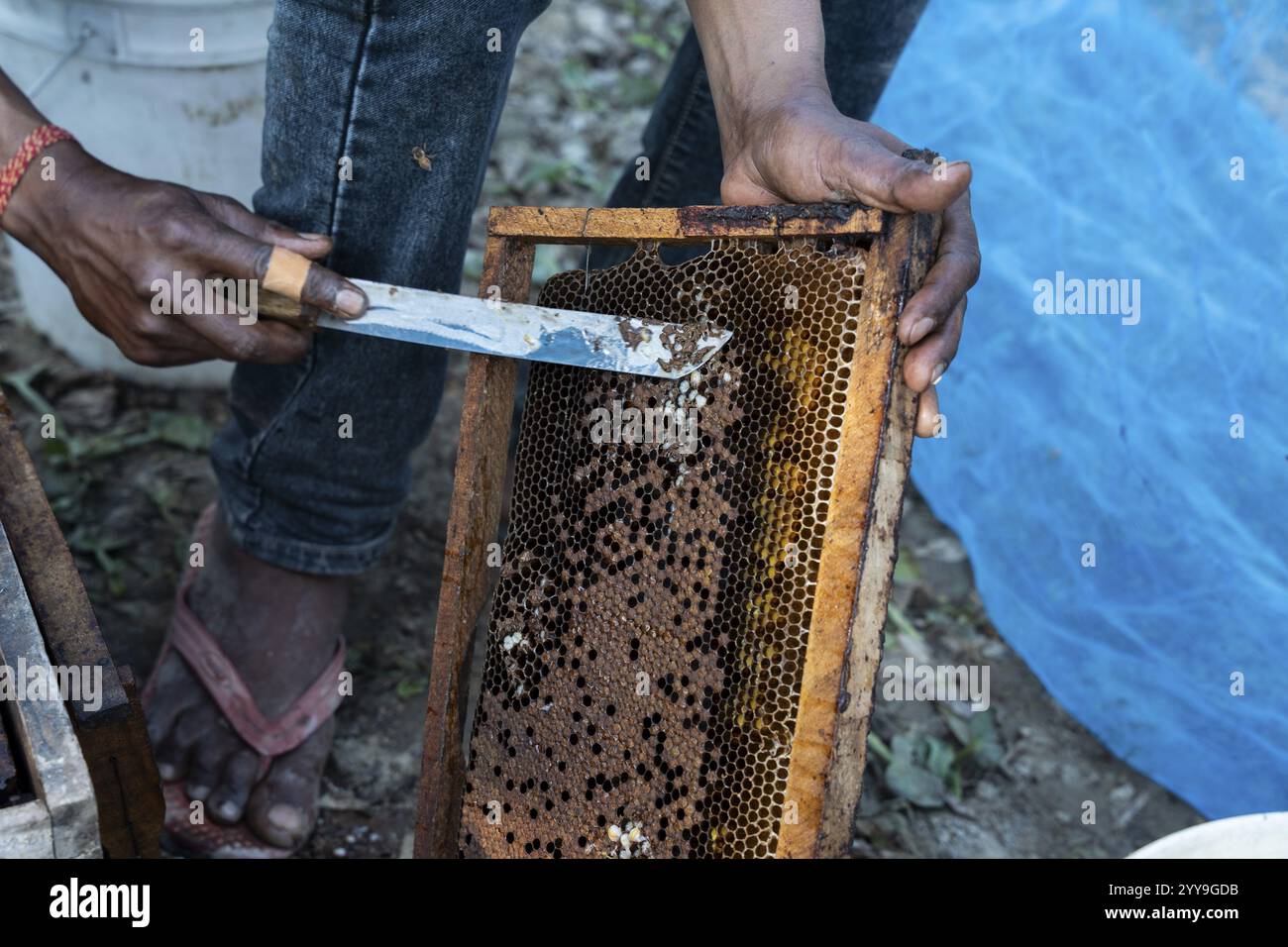 Beekeepers working in a honey production unit near a mustard field on ...