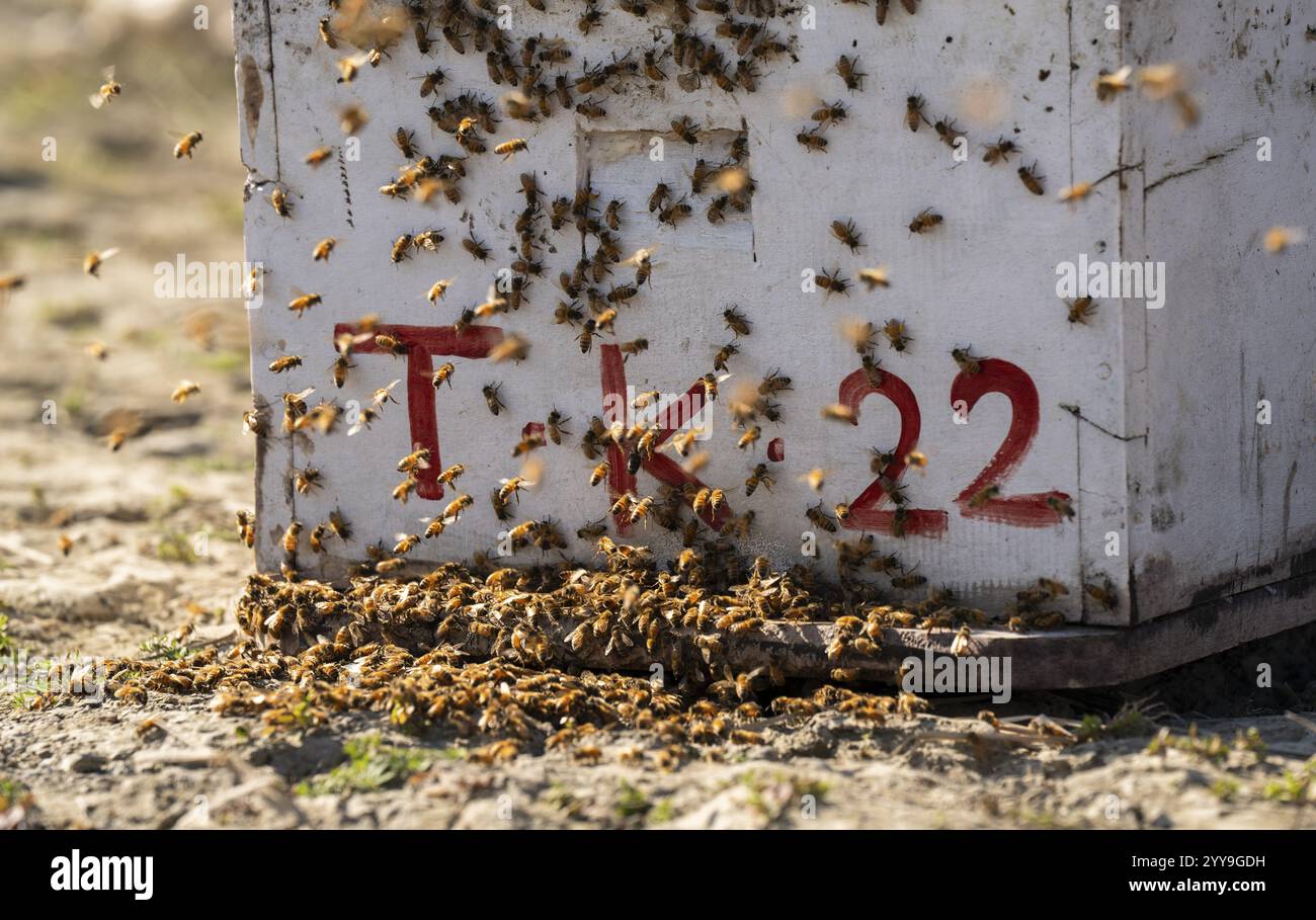 Beekeeper places beeive boxe in a honey production unit near a mustard ...