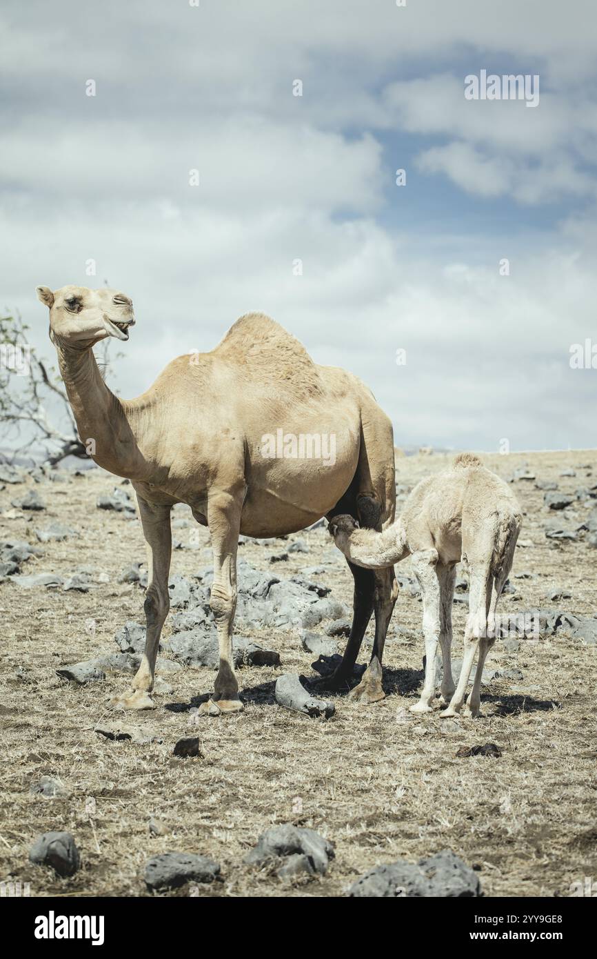 Camels (camelus dromedarius) grazing on a plateau on a cliff, Dalkut ...