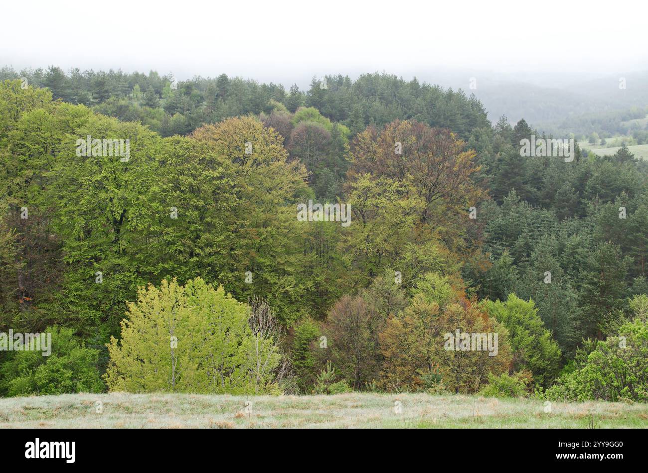 Scene with misty spring meadows, forest and singly trees in Plana ...