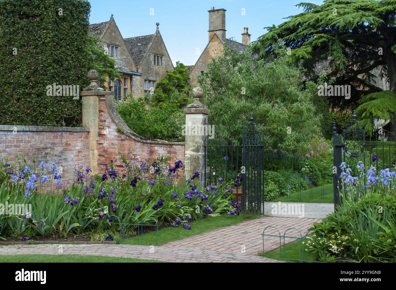 Beautiful purple irises blooming hi-res stock photography and images ...