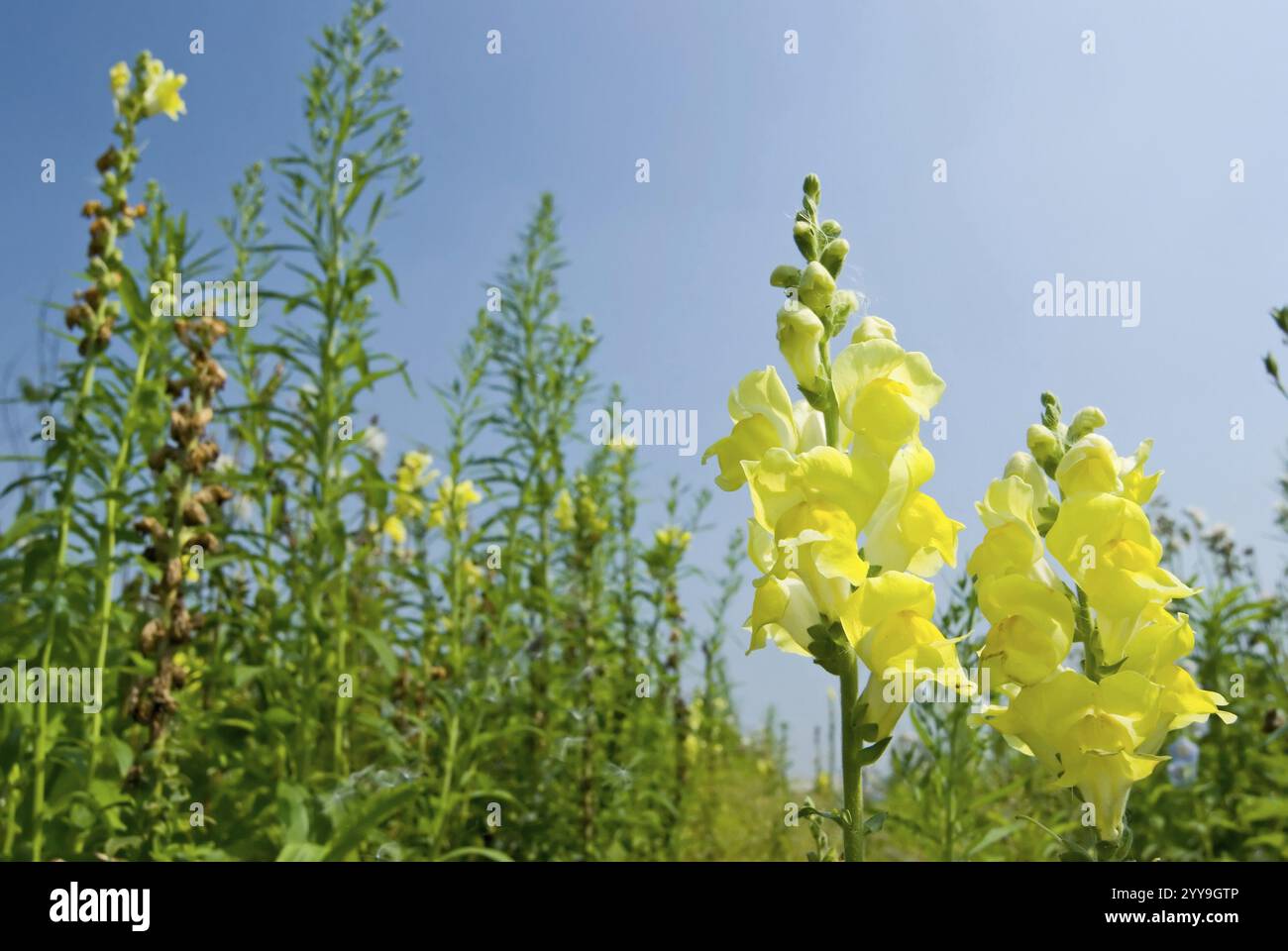 Yellow Snapdragon flowers (Antirrhinum majus) in the field under blue ...