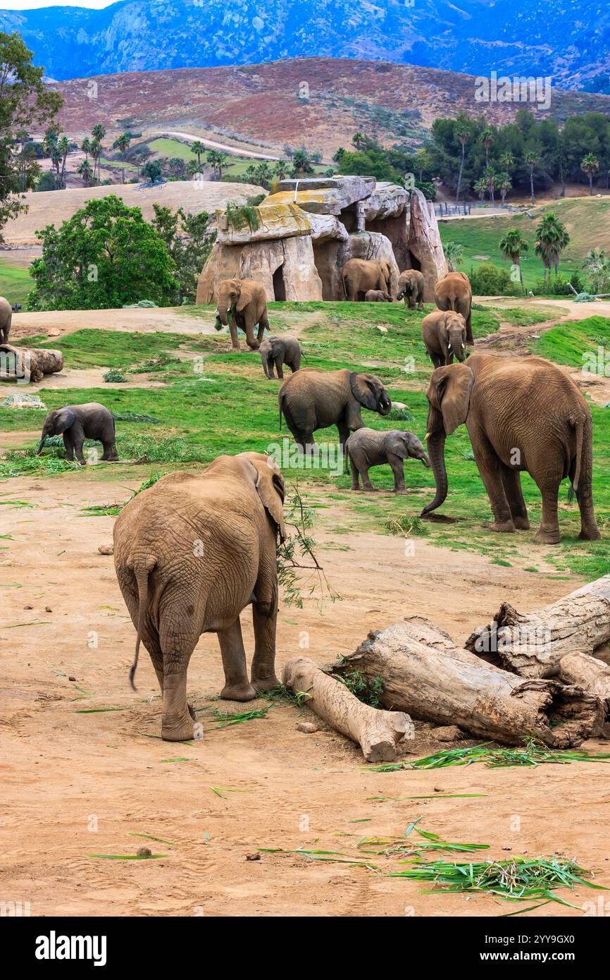 A herd of elephants are walking through a field. The elephants are grazing on grass and eating ...