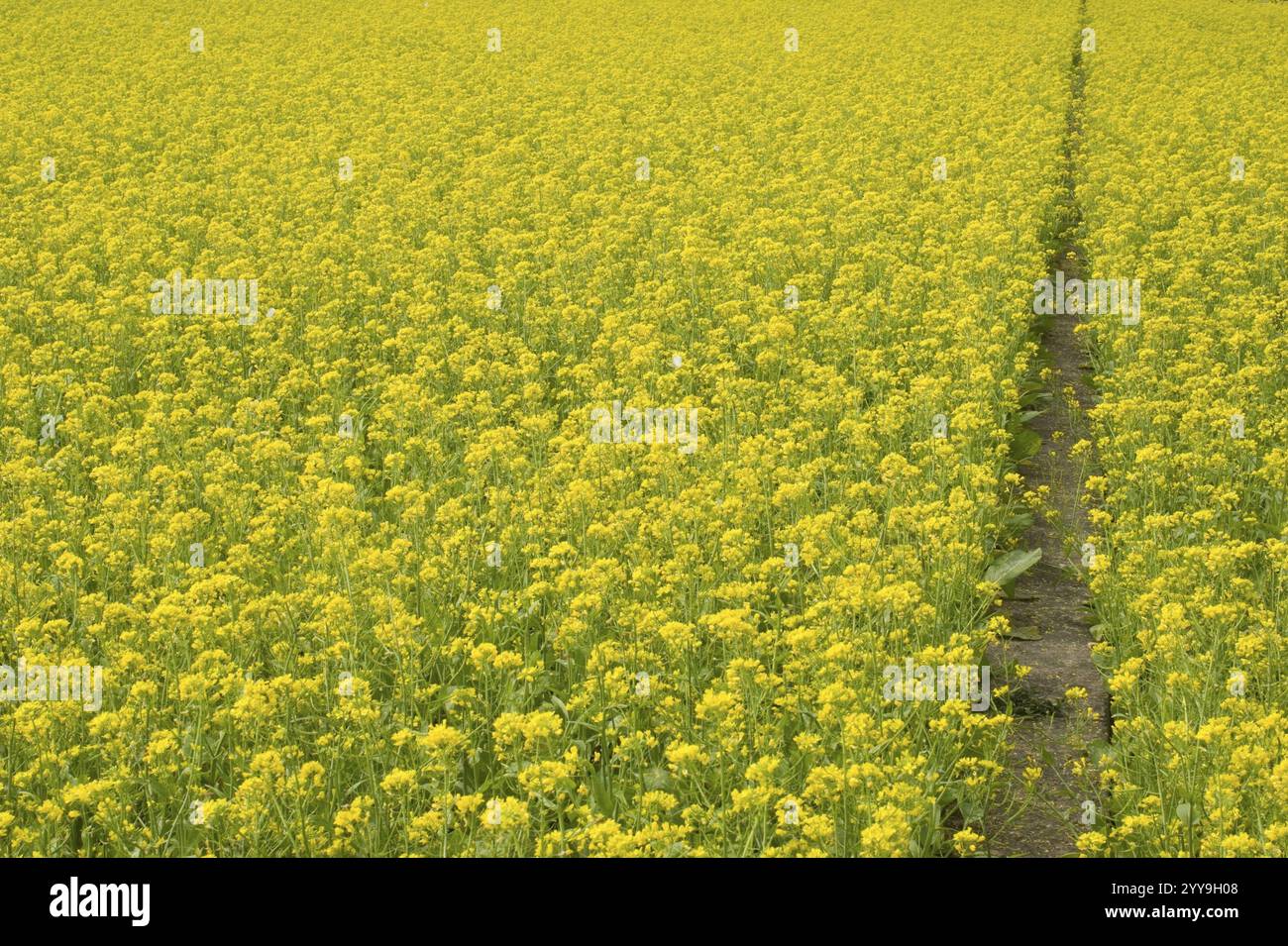 Vibrant yellow flower field with a narrow path cutting through the ...