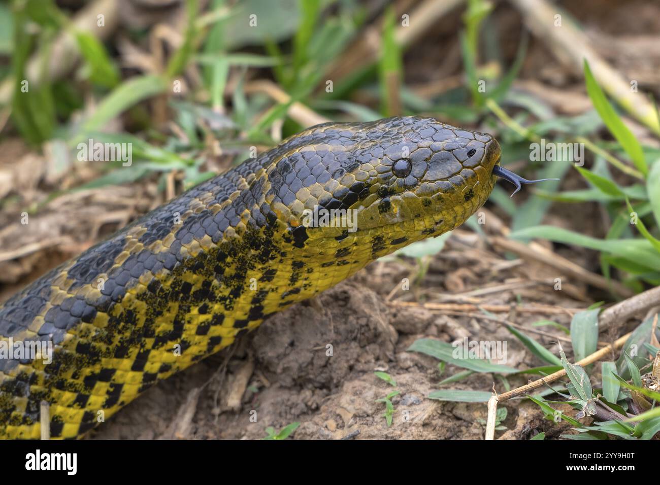 Yellow anaconda (Eunectes notaeus), also known as Paraguay anaconda or ...