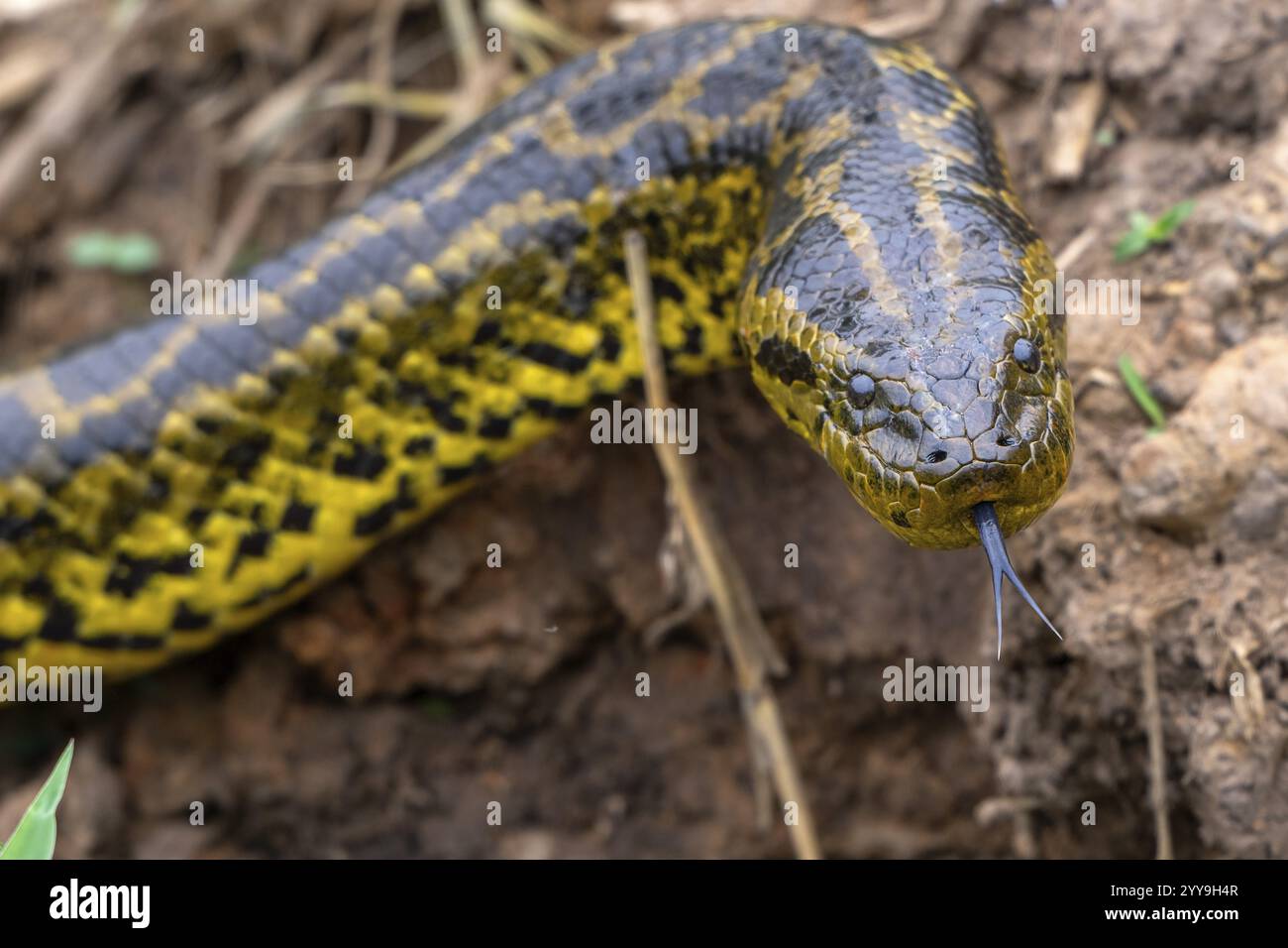 Yellow anaconda (Eunectes notaeus), also known as Paraguayan anaconda ...