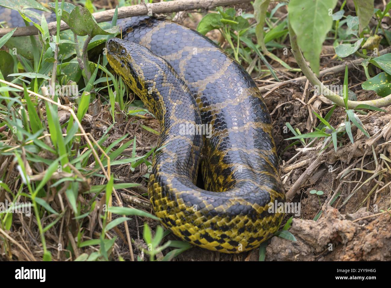 Yellow anaconda (Eunectes notaeus), also known as Paraguay anaconda or ...