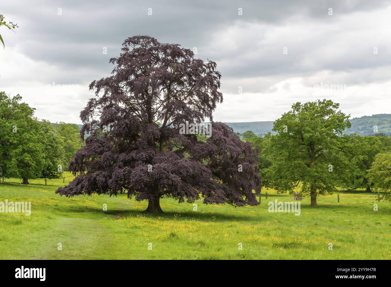 Copper beech tree hi-res stock photography and images - Alamy