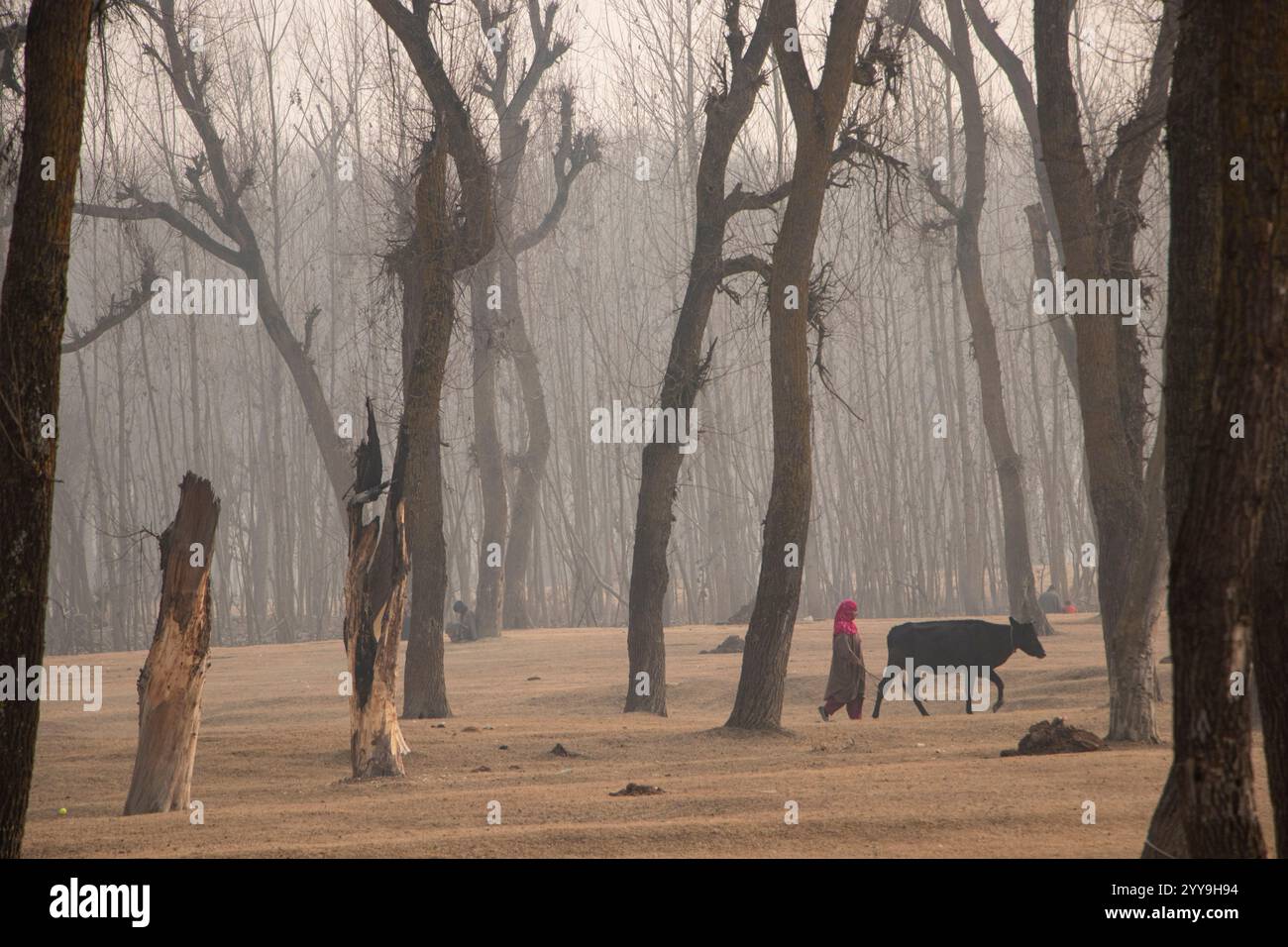 Ganderbal, Jammu And Kashmir, India. 20th Dec, 2024. A Kashmiri woman ...