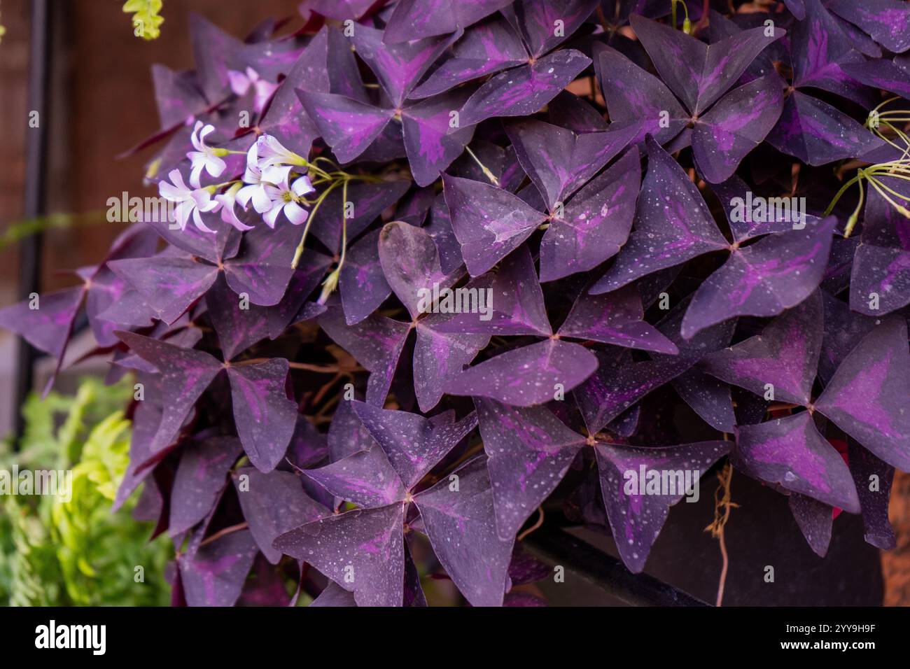 Triangular petals hi-res stock photography and images - Alamy