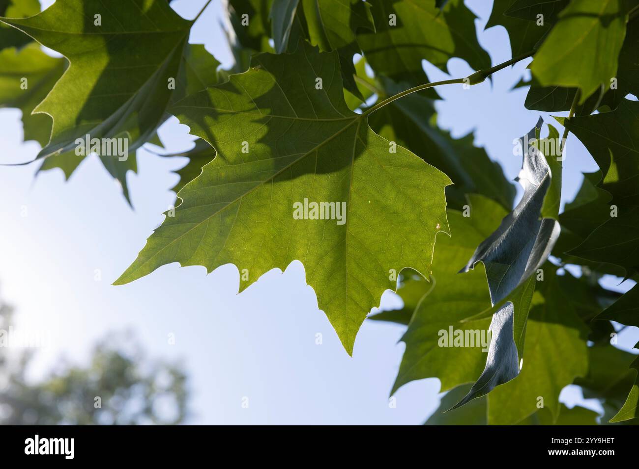 the green foliage of the sycamore tree in the summer, the beautiful ...