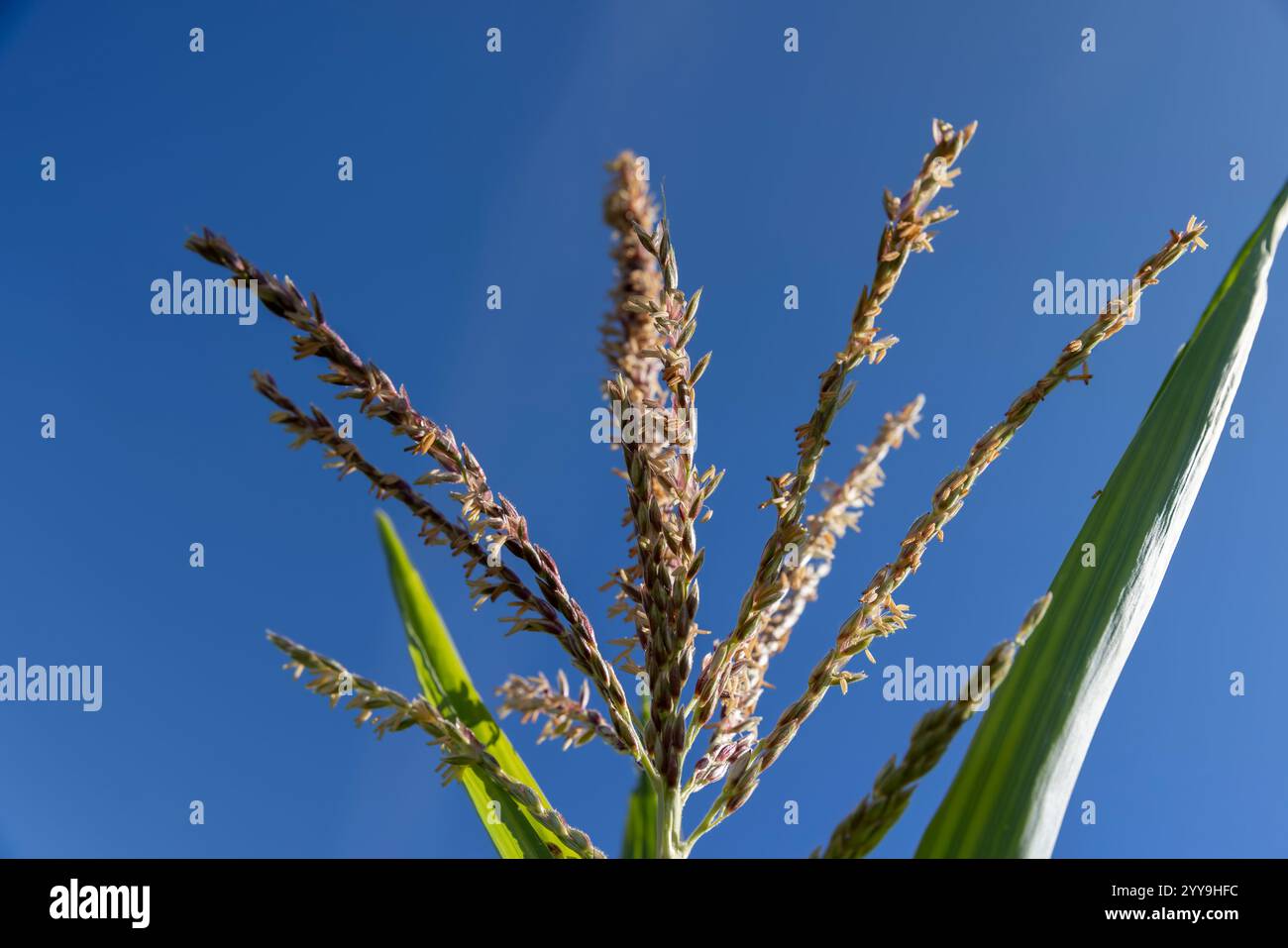 corn in the field during flowering and pollination and sky, beautiful ...
