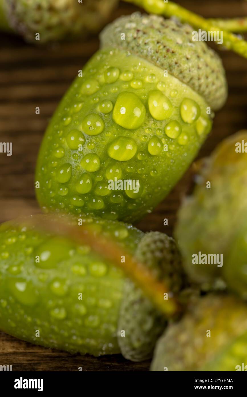 wet green beautiful large-sized oak fruits acorns, not ripe and wet in ...