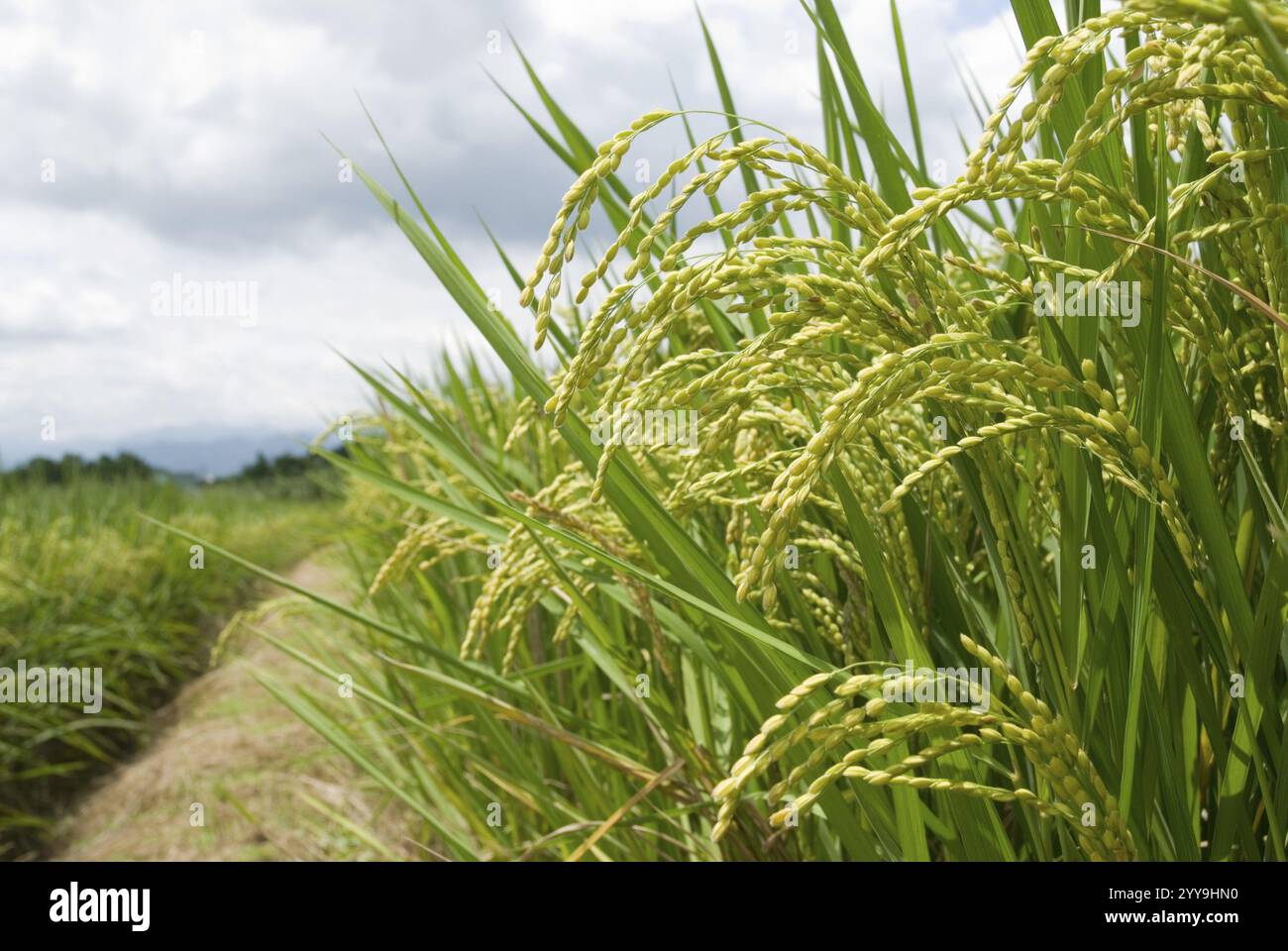 Mature Rice, Rice field with footpath, Taiwan, East Asia, Asia Stock ...