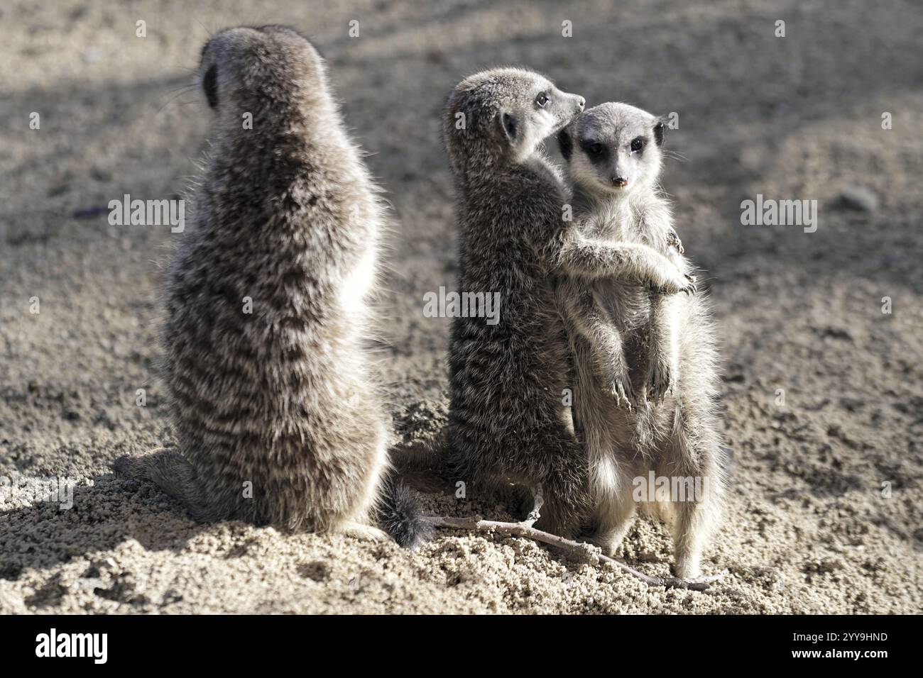 Suricate africa hugging hi-res stock photography and images - Alamy