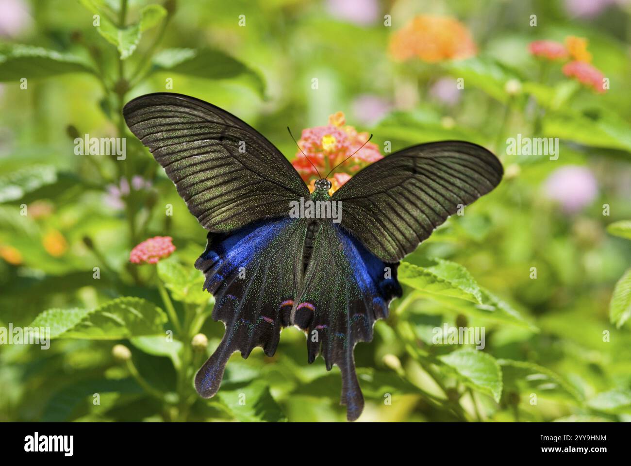 Swallowtail butterfly (Papilio bianor thrasymedes, Papilionidae ...