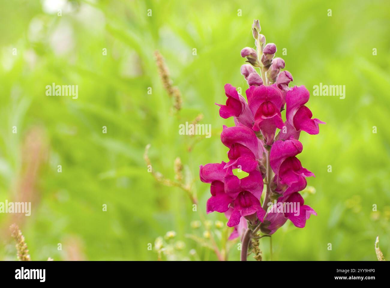 Red Snapdragon flowers (Antirrhinum majus) in wild with fresh green ...