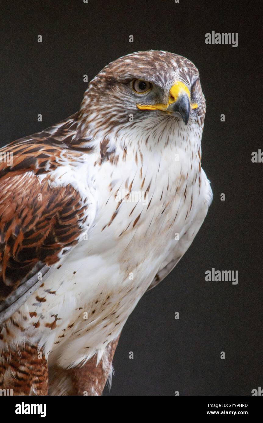 Portrait of a ferruginous hawk resting against a dark background ...