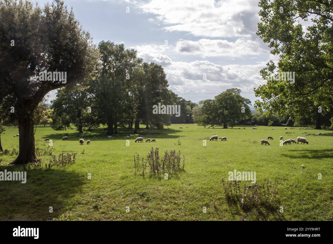 Herd sheep grazing peacefully lush hi-res stock photography and images - Alamy