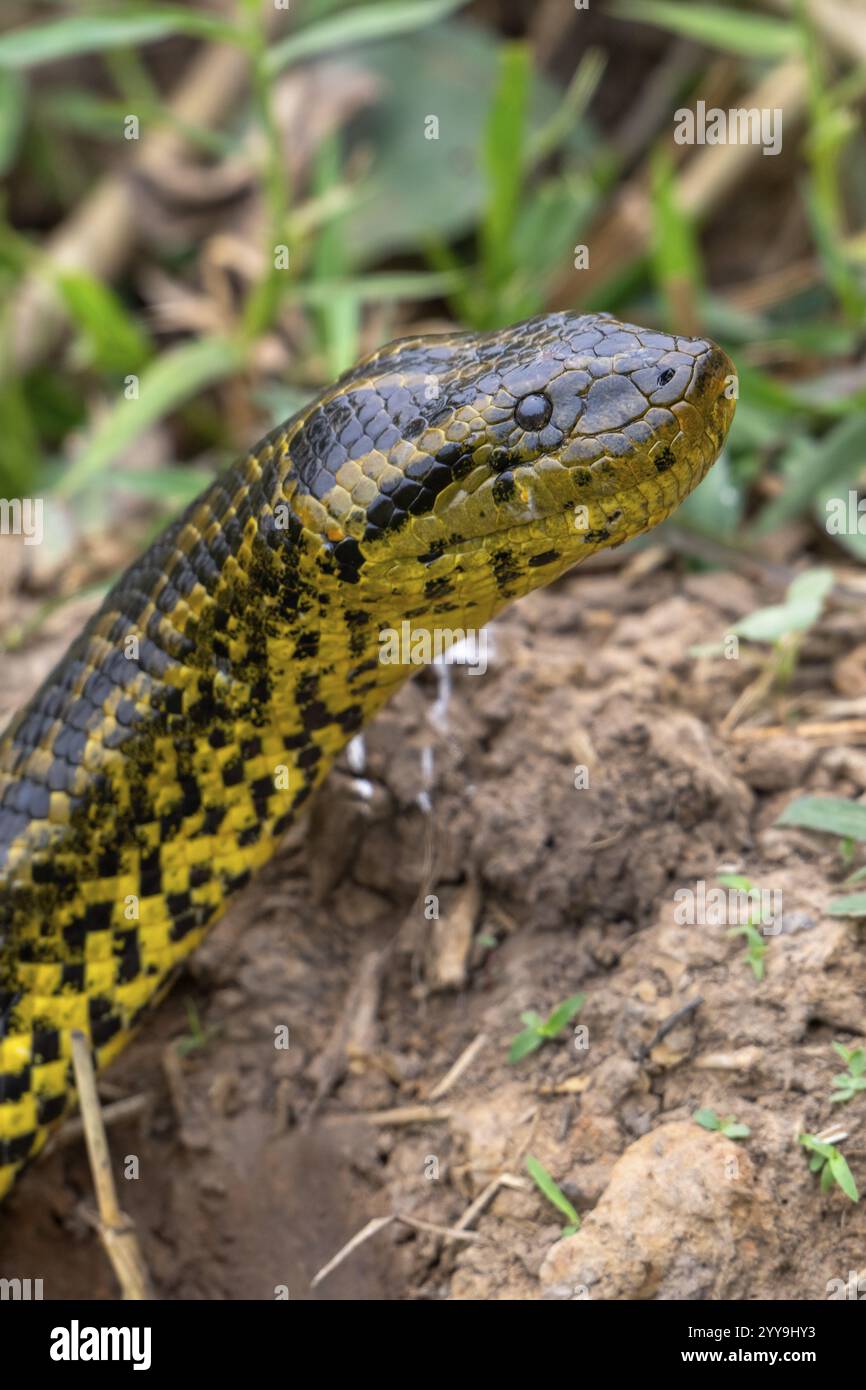 Yellow anaconda (Eunectes notaeus), also known as Paraguay anaconda or ...