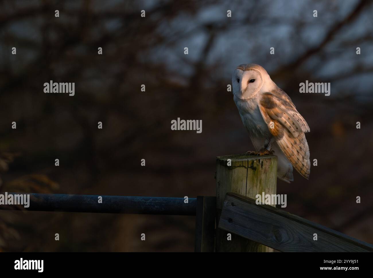 Wild Barn Owl (Tyto alba) perched in morning light on wooden gate post ...
