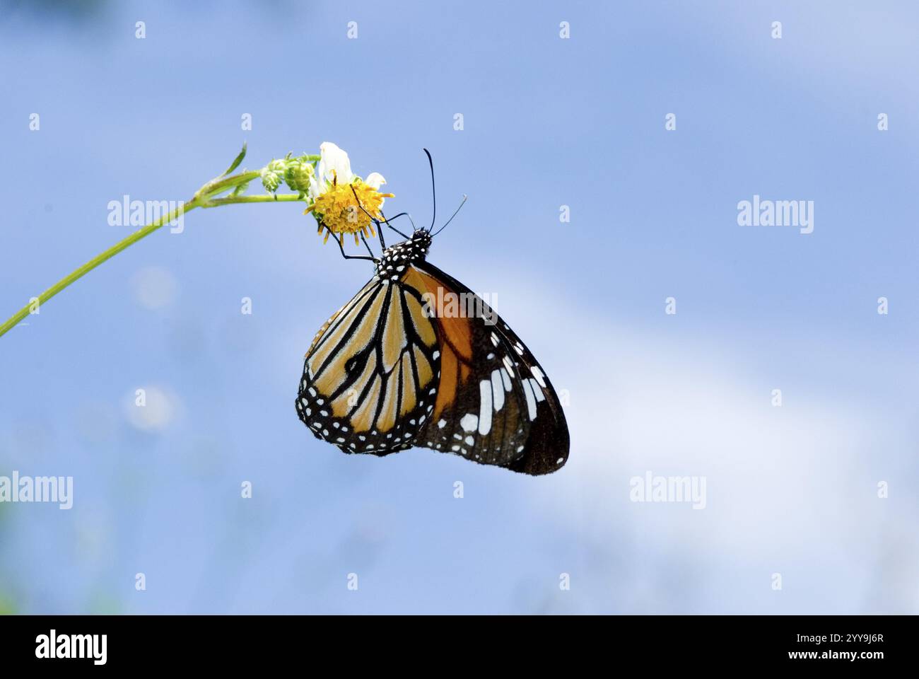 Butterfly (Danaidae), common tiger, Taiwan, East Asia, Asia Stock Photo ...