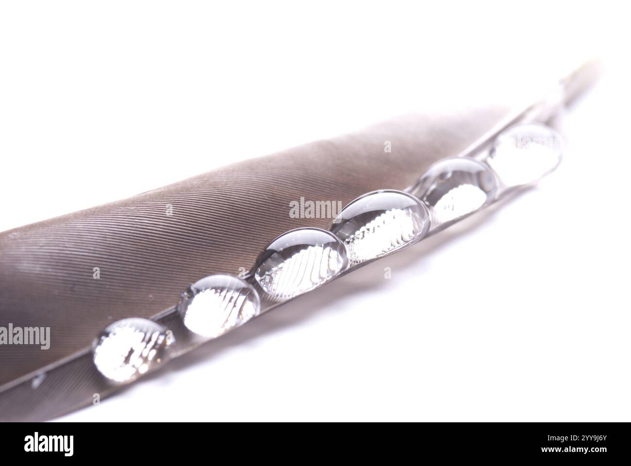 Transparent series water drop on grey feather Stock Photo - Alamy