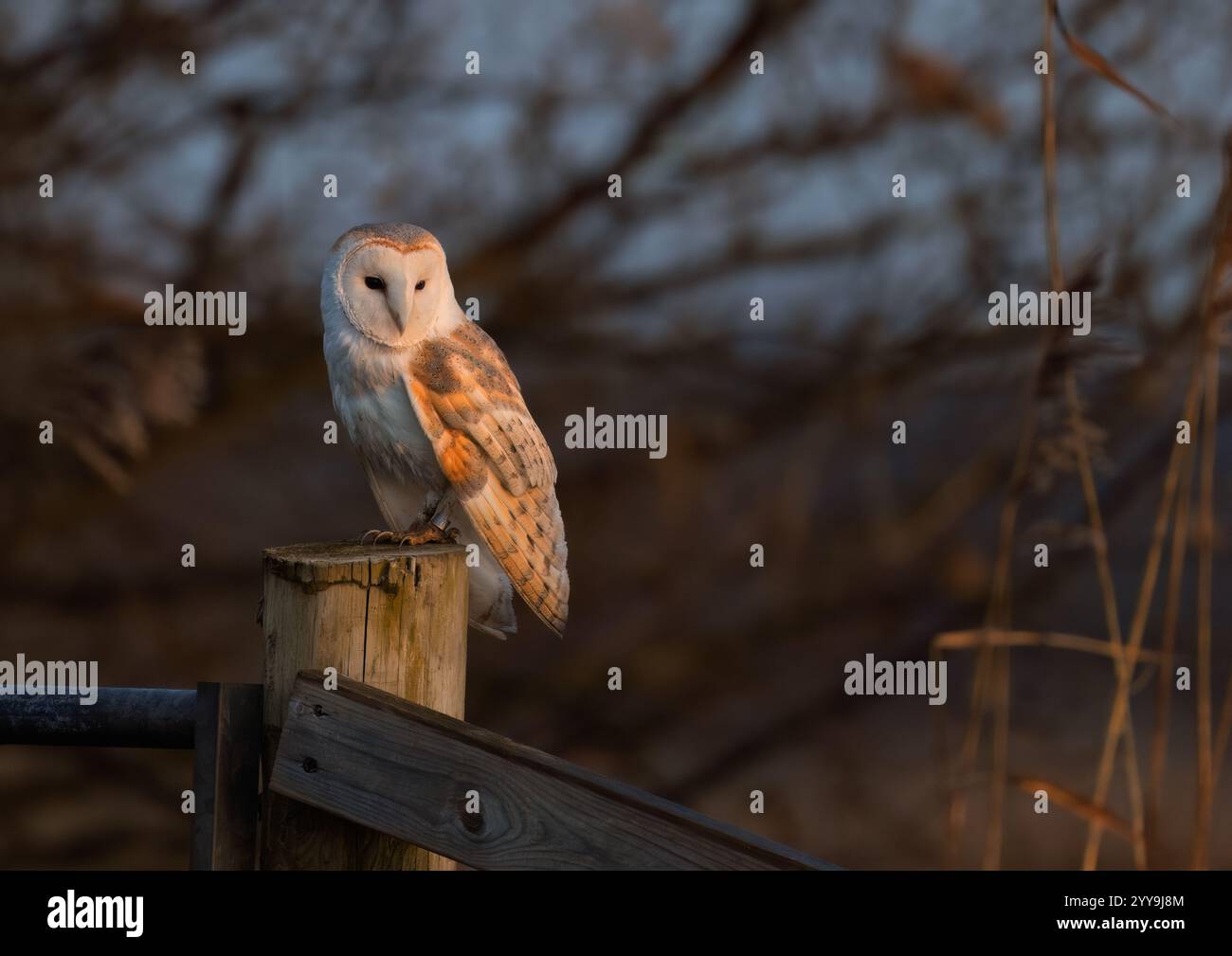 Wild Barn Owl (Tyto alba) perched in morning light on wooden gate post ...
