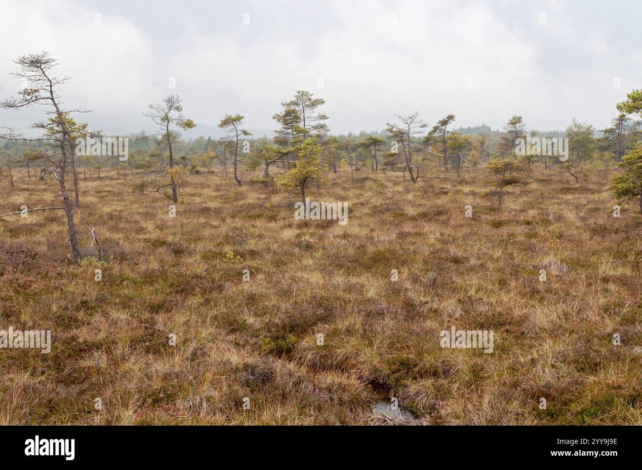 Misty moorland with sparse pine trees growing in the high fens, belgium ...