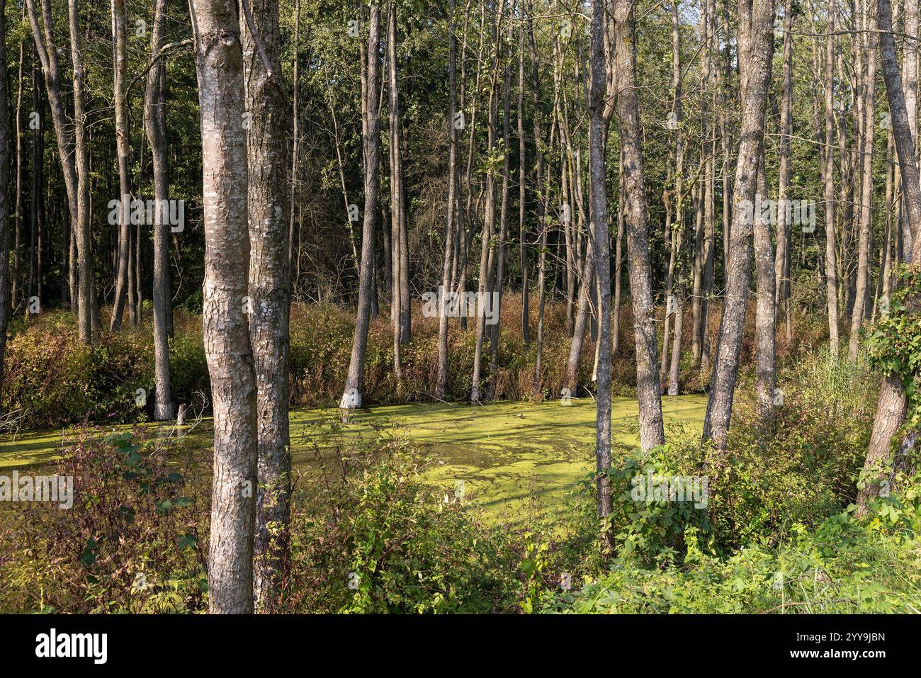 grass and deciduous trees in the swamp with duckweed Stock Photo - Alamy