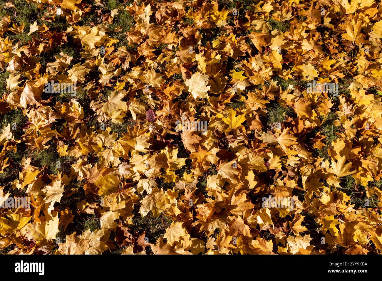 yellow maples lies on the ground, the foliage of the maple in the fall ...